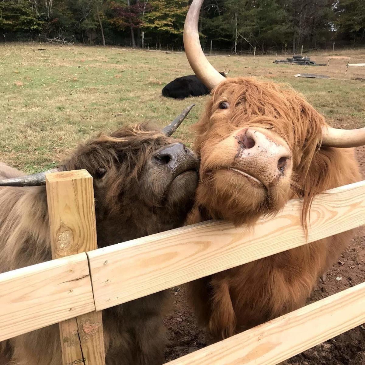 New Beginnings Historic Farm