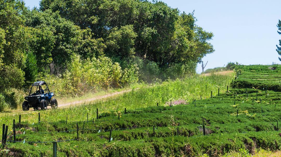 Jacobs Farm/Del Cabo