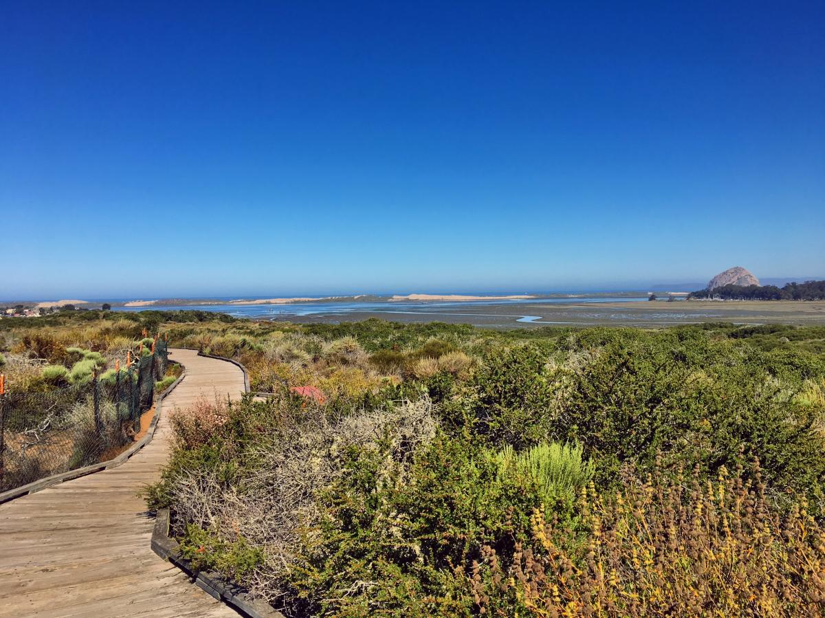 El Moro Elfin Forest Natural Area