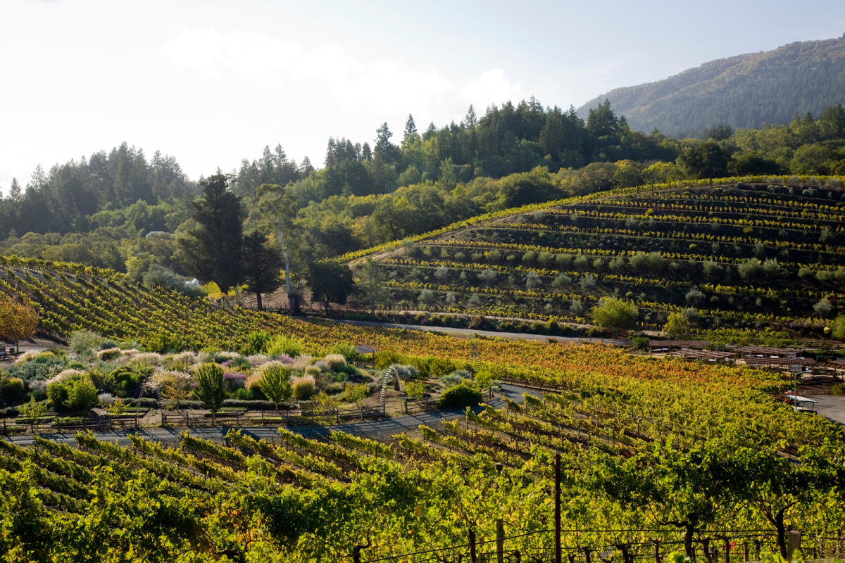 Benziger Family Winery