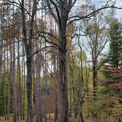 Ferdinand State Forest