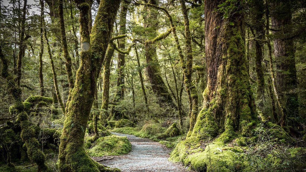 Cascade Creek & Lake Gunn Nature Walk