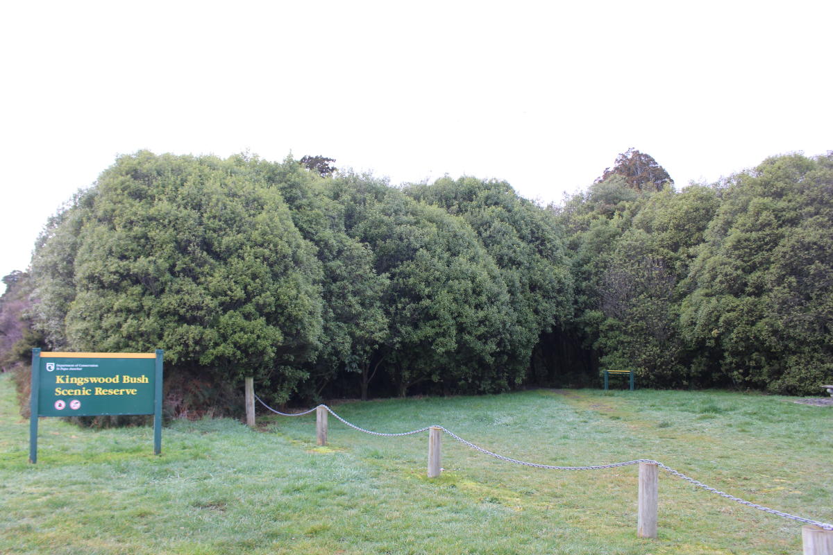 Kingswood Bush Scenic Reserve