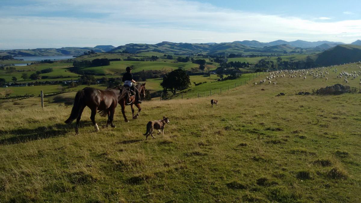 Te Taunga Farm & Photography Tours