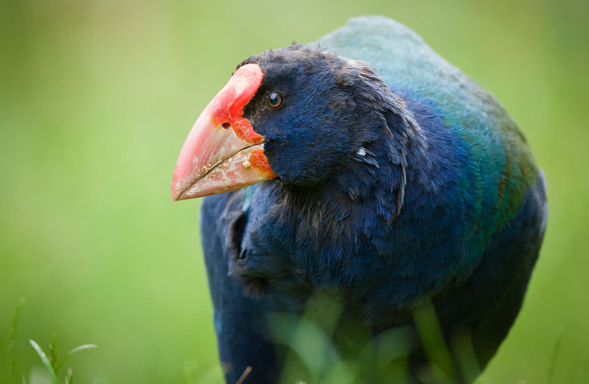 Te Anau Bird Sanctuary