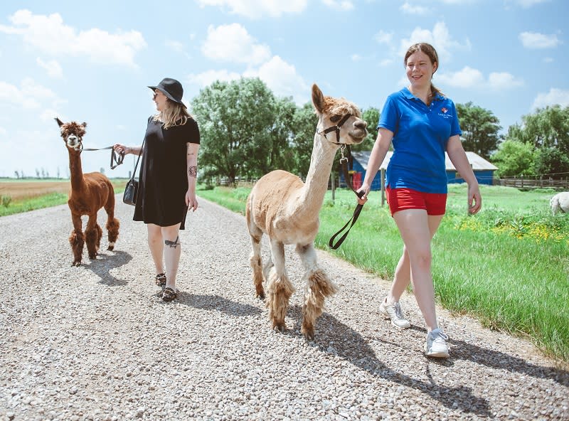 Alpaca Walk and Talks at Samy's Alpaca Farm and Fibre Studio