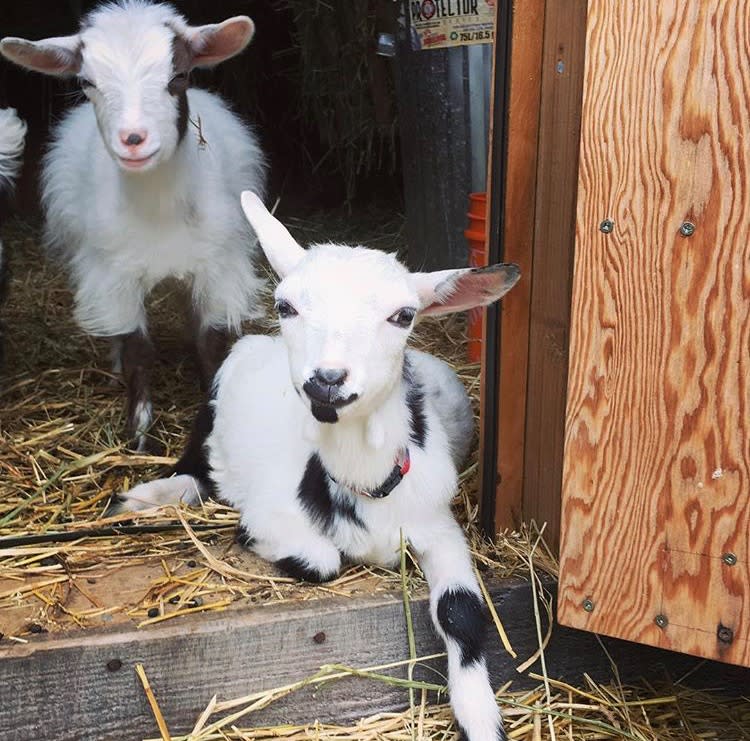 Laughing Goats Yoga Studio