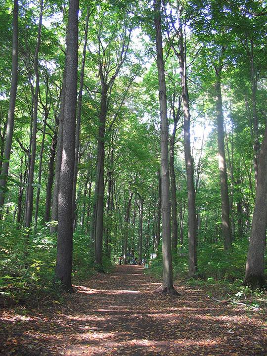 Longwoods Road Conservation Area