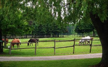 Carousel Stables