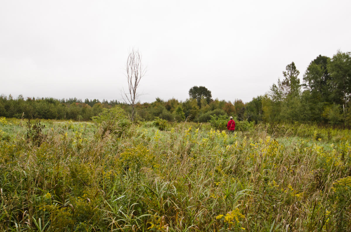 Mead Conifer Bogs