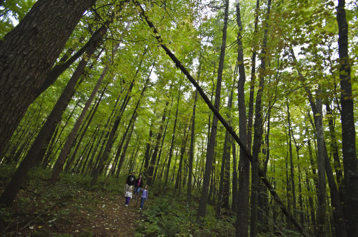 New Hope Pines