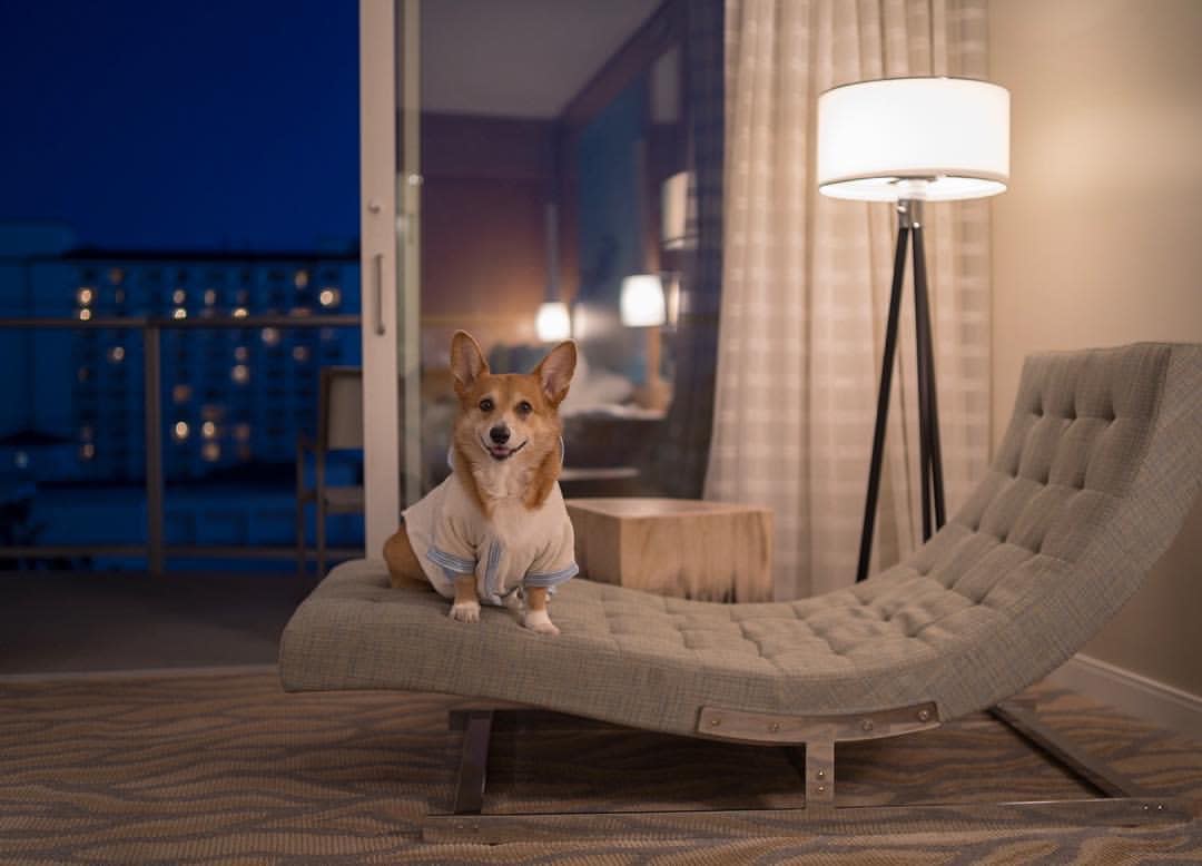 Very Important Pet (VIP) Package