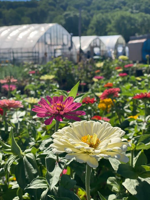 Ideal Farm & Garden Center