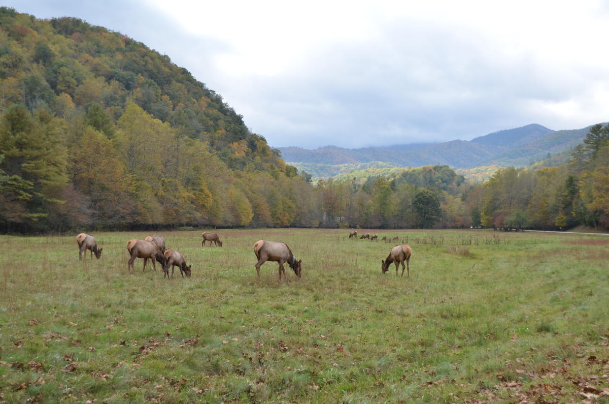 Elk Watching at Cataloochee