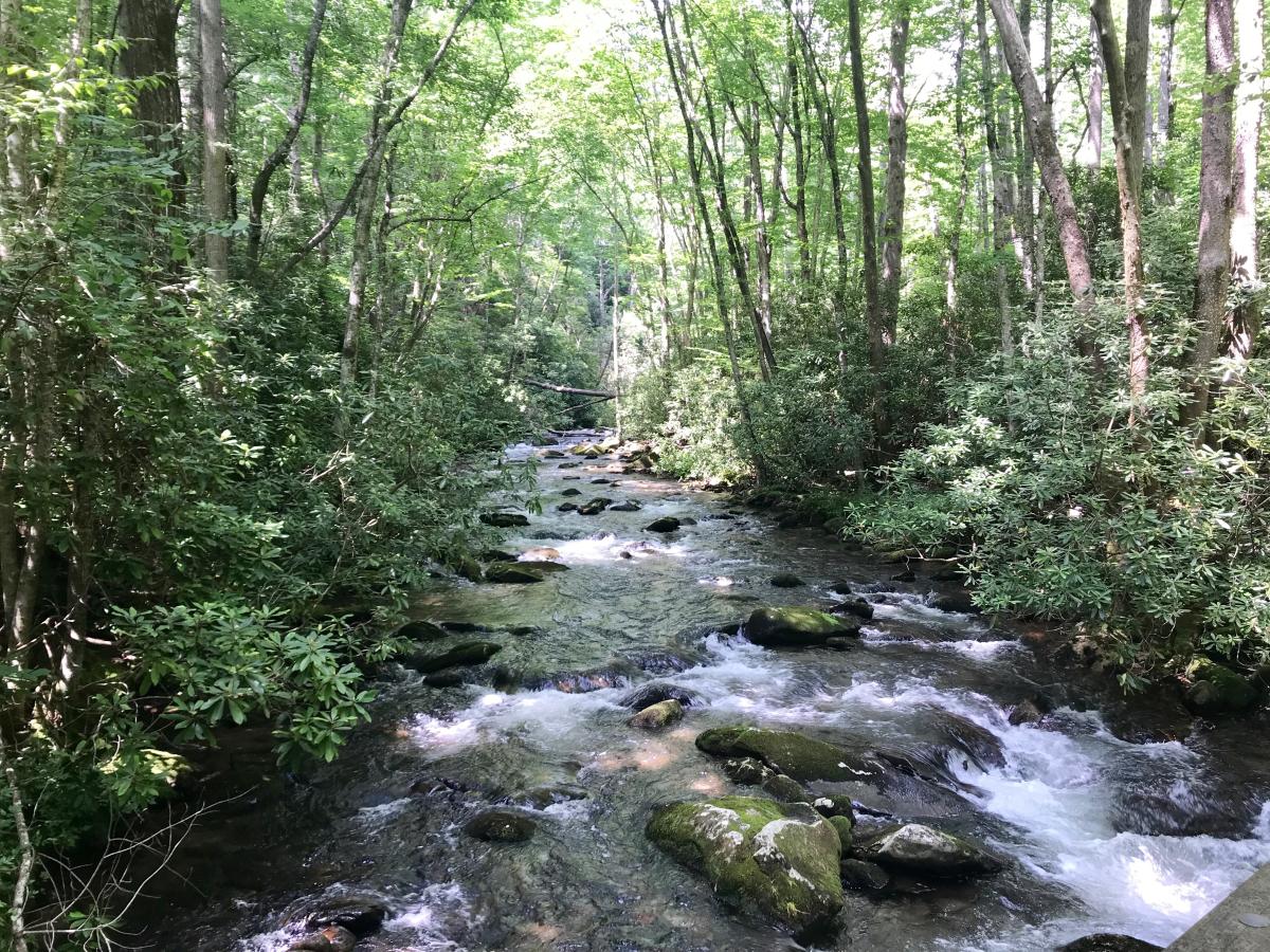 Hike Noland Creek Trail