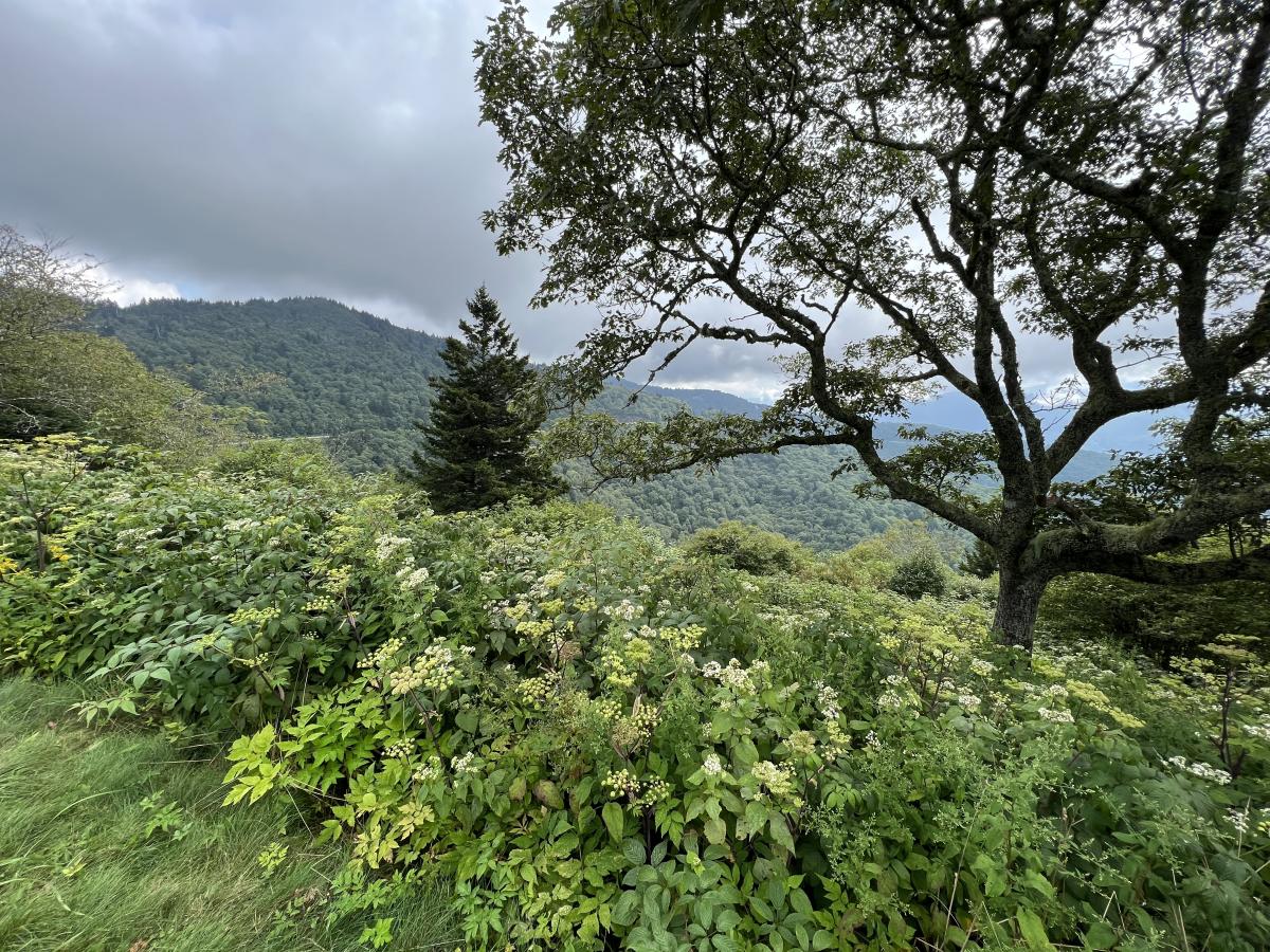 Browning Knob Overlook