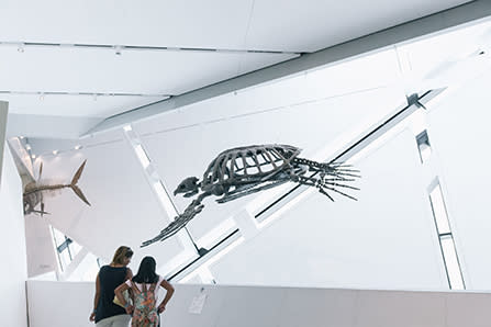 Royal Ontario Museum (ROM) | Toronto, ON M5S 2C6