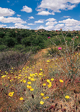 Oracle State Park | Oracle, AZ 85623