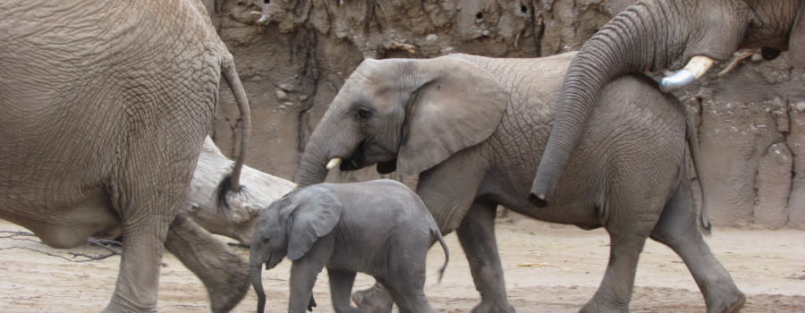 Reid Park Zoo | Tucson, AZ 85716