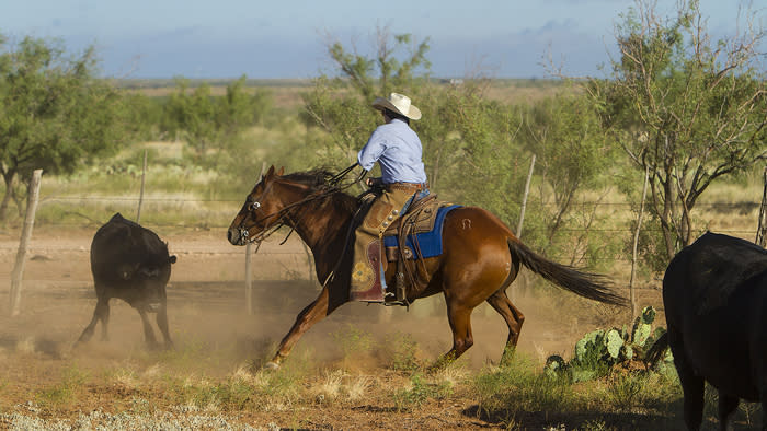 The Nature Conservancy's Muleshoe Ranch | Willcox, AZ 85643