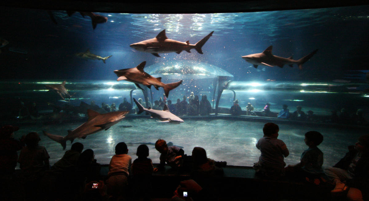 Oklahoma Aquarium | Jenks, OK 74037