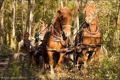 Healing Harvest Forest Foundation - H. H. Horse Logging
