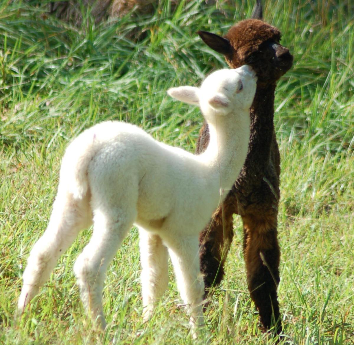Our alpacas are waiting to see you!