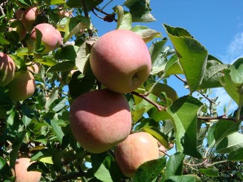 Fitzgerald's Orchard