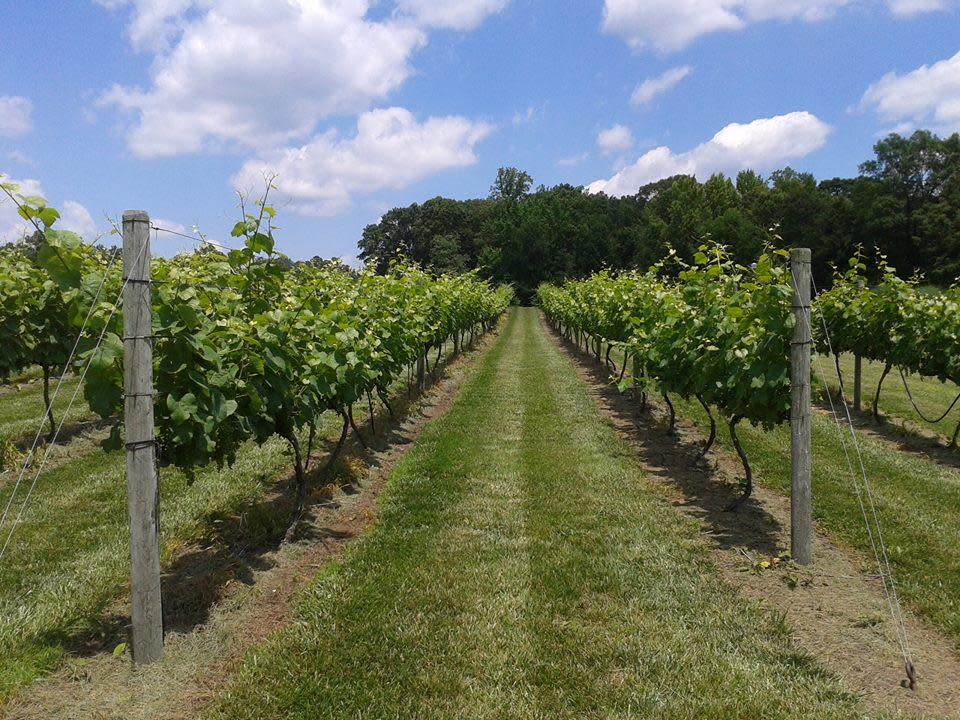 Sassafras Shade Vineyard
