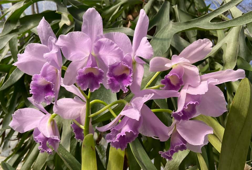 Chadwick & Son Orchids, Inc.-Belmont
