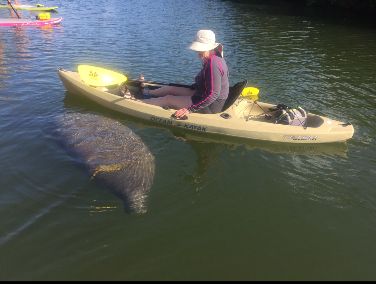 Selkie Adaptive Paddle in Englewood | VISIT FLORIDA Selkie Adaptive Paddle in Englewood | VISIT FLORIDA