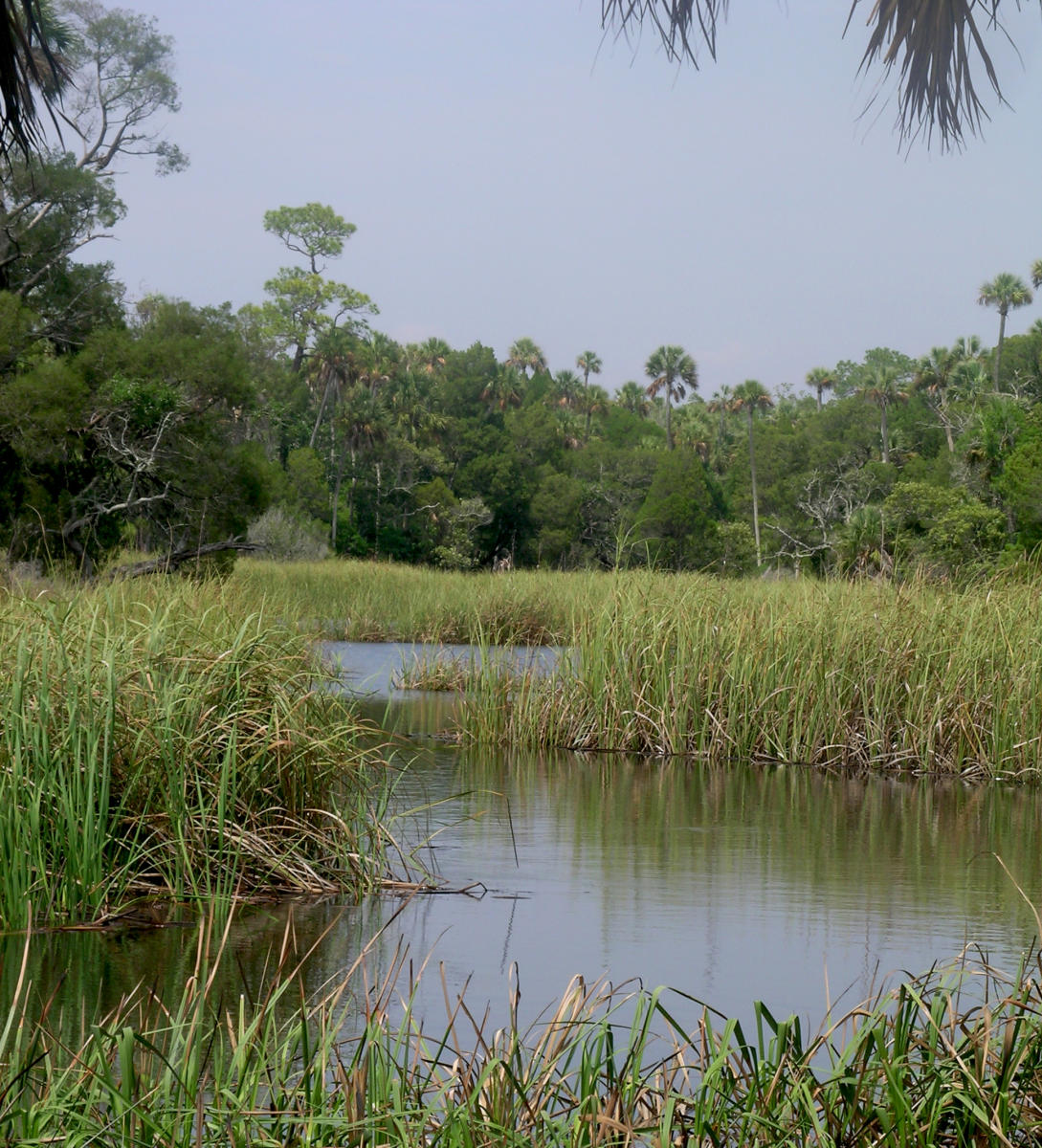 Crystal River Preserve State Park in Crystal River | VISIT FLORIDA