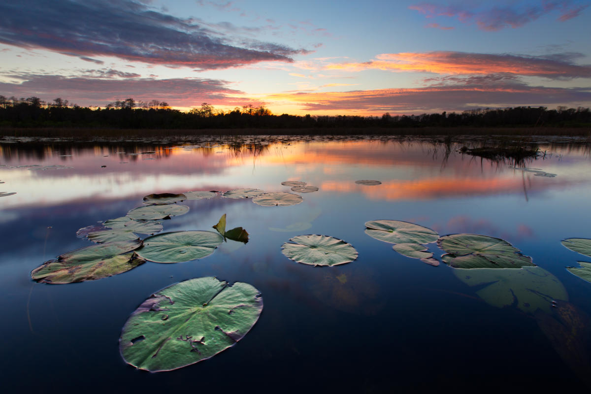 Grassy Waters Preserve in West Palm Beach | VISIT FLORIDA