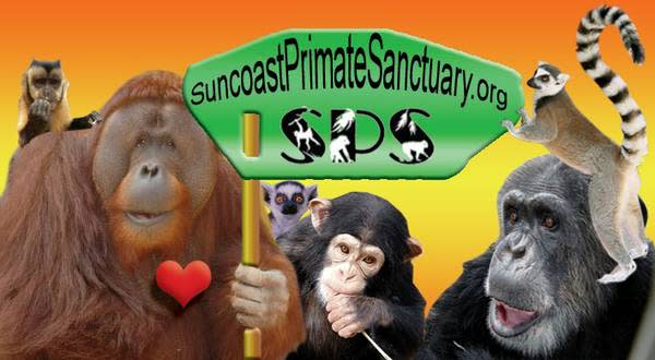Suncoast Primate Sanctuary in Palm Harbor | VISIT FLORIDA