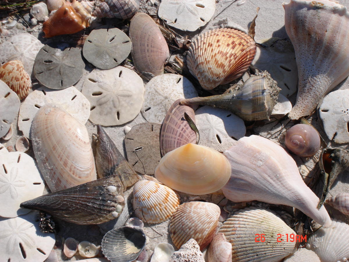 Shell Key Shuttle in St. Pete Beach | VISIT FLORIDA