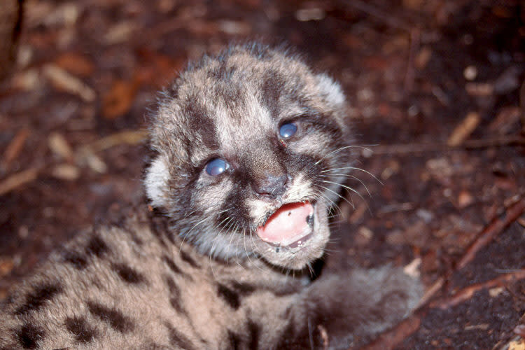 Florida Panther National Wildlife Refuge in Immokalee | VISIT FLORIDA