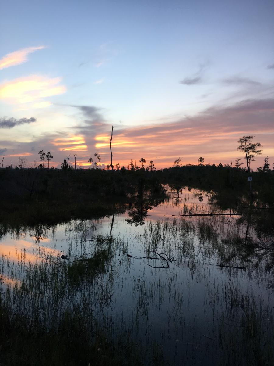Picayune Strand State Forest in Naples | VISIT FLORIDA