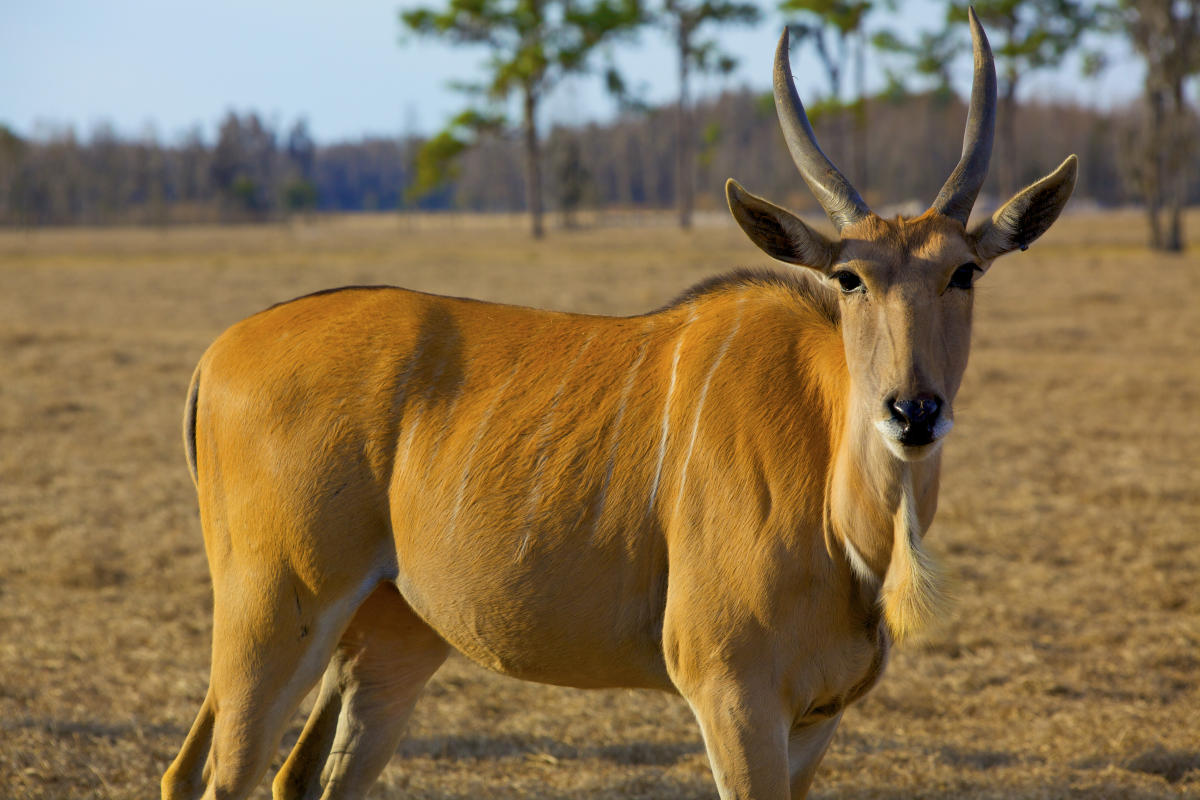 Safari Wilderness Ranch in Lakeland | VISIT FLORIDA