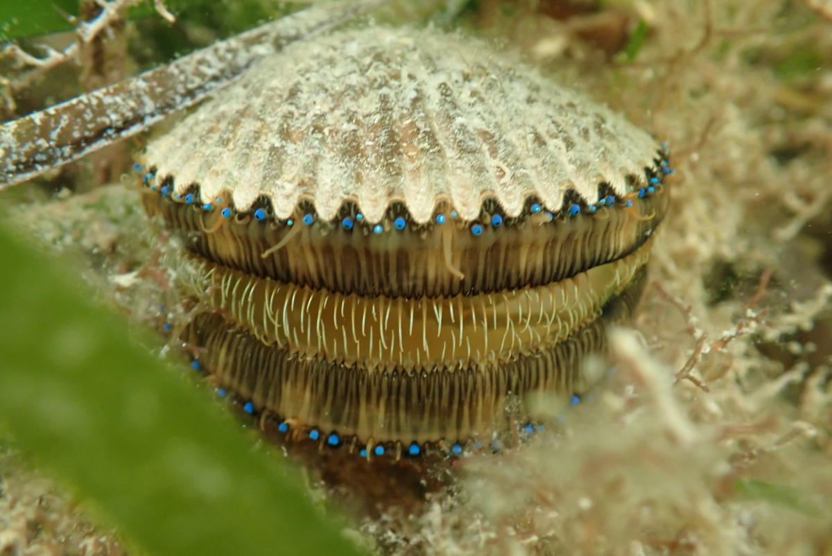 Salty Siren Tours and Charters in Crystal River | VISIT FLORIDA