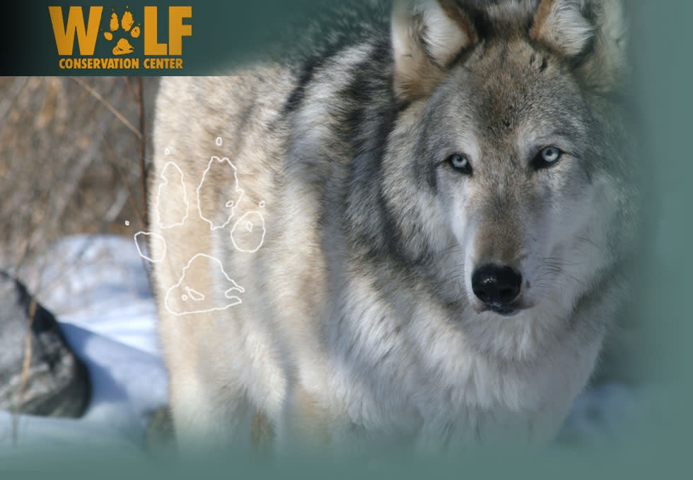 Wolf Conservation Center