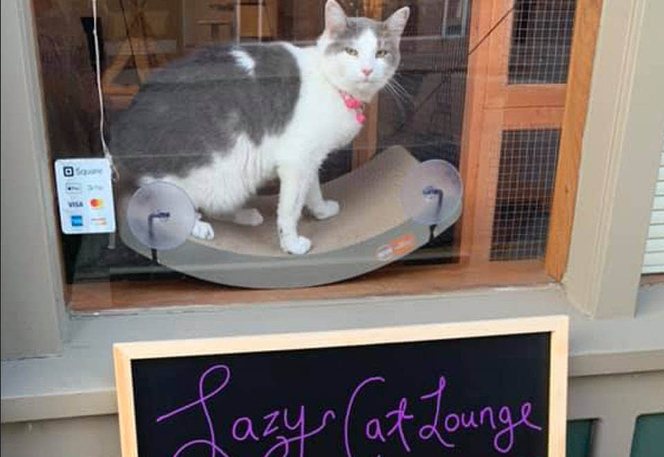 Lazy Cat Lounge