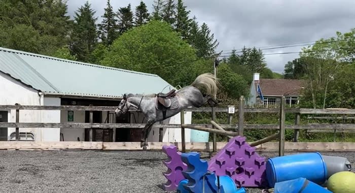 Blackwater Stables Irish Sport Horses and Ponies - Discover Kerry