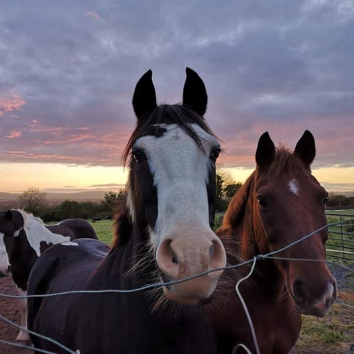 Eagle Lodge Equestrian Centre - Discover Kerry