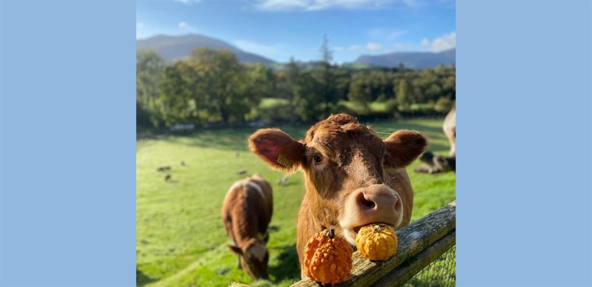 Kennedy’s Pet Farm