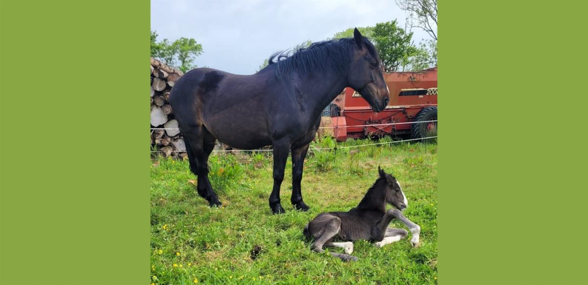 Hillview Stables - Discover Kerry
