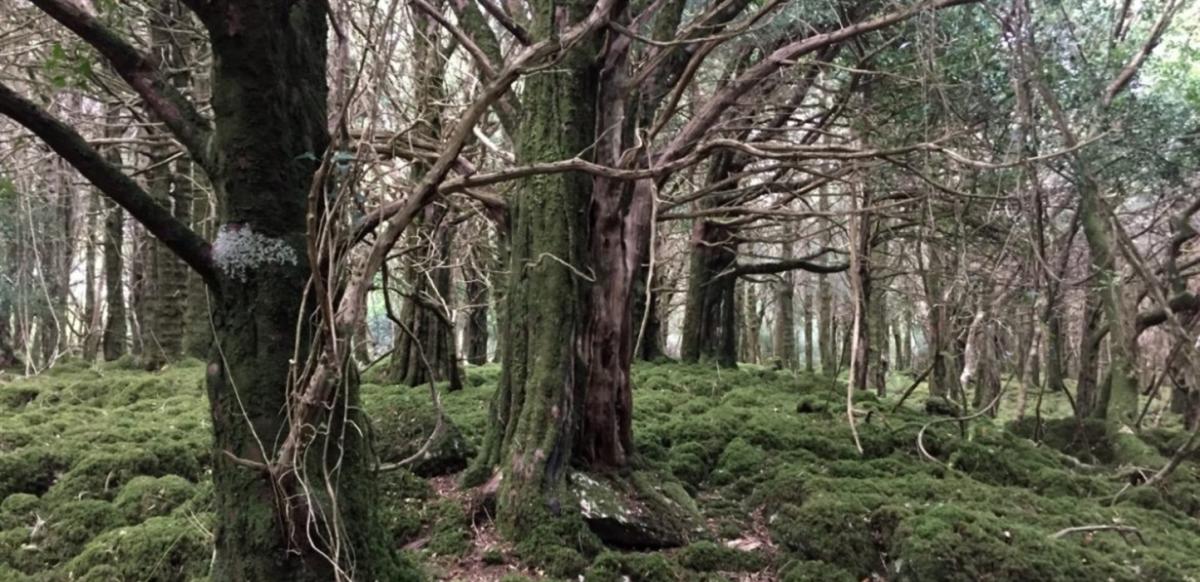 Yew Woods - Discover Kerry