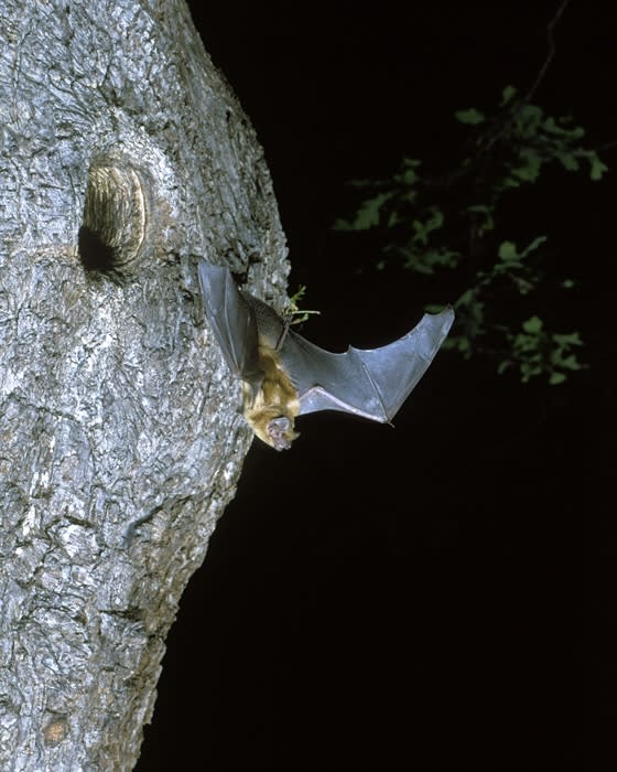 Bat-themed children’s crafts (NT Hidcote) - Shakespeare's England