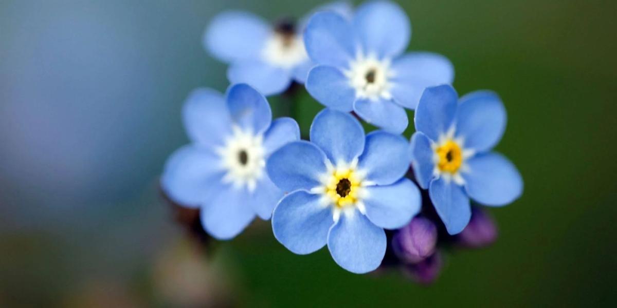 Dementia Carers Hub Nature Walk (June) - Visit Birmingham