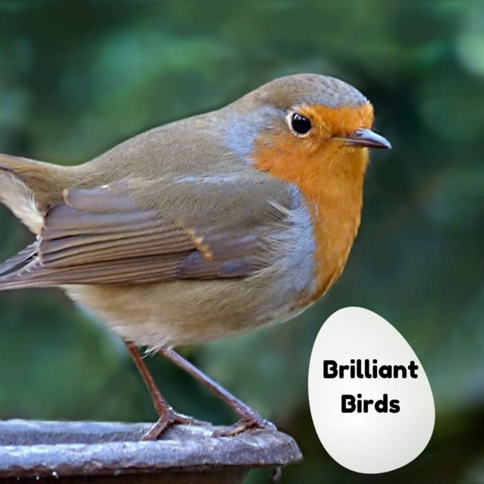 Brilliant Birds - Family Workshop - Visit Birmingham