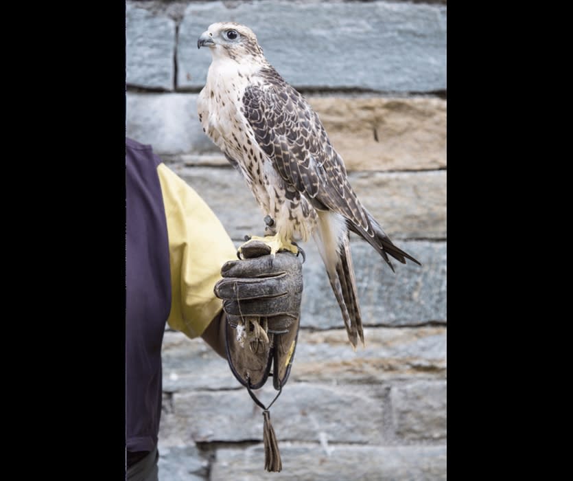 Birds of Prey in Tudor England - Visit Birmingham